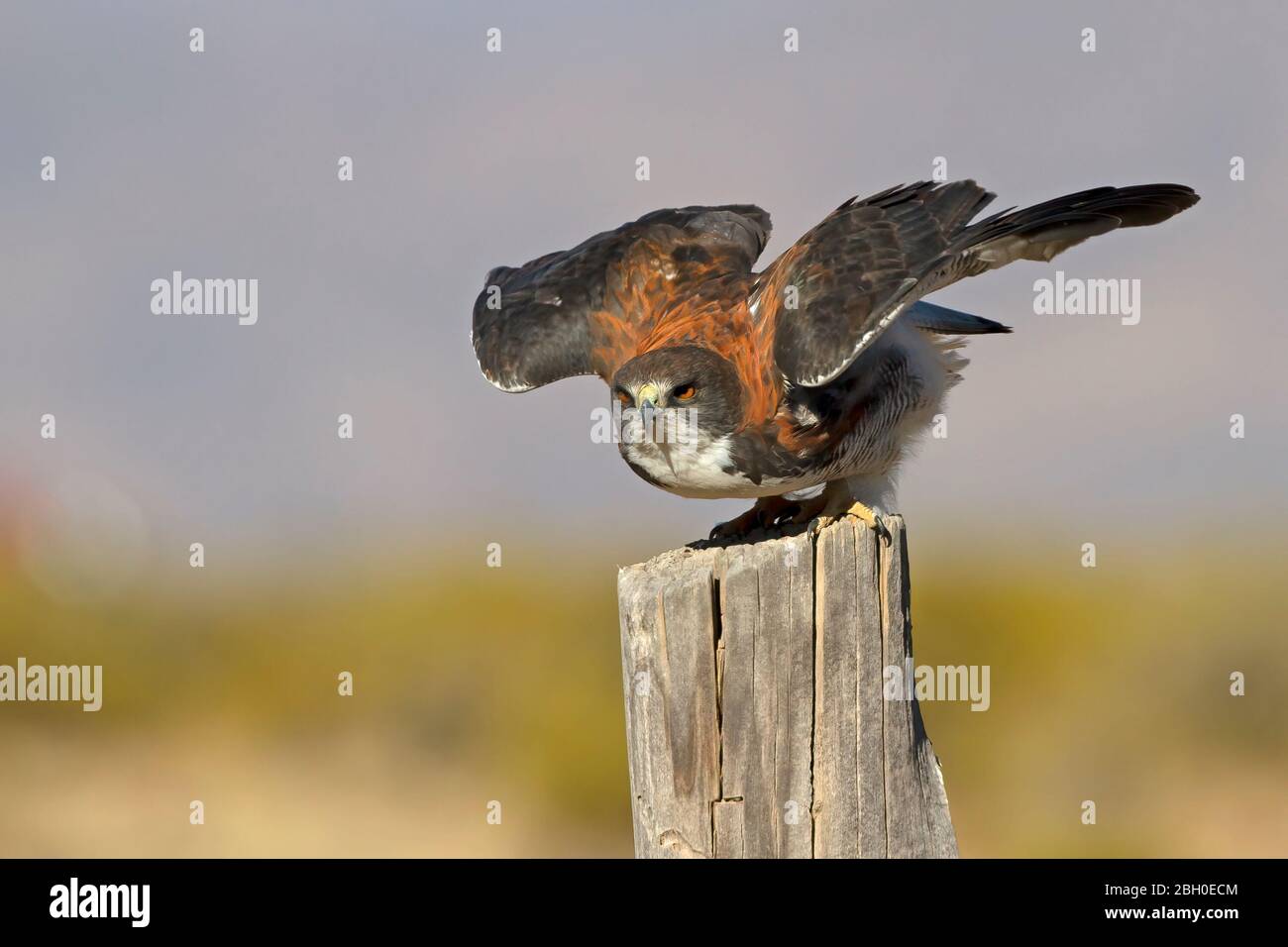 Variable Hawk High Resolution Stock Photography and Images - Alamy