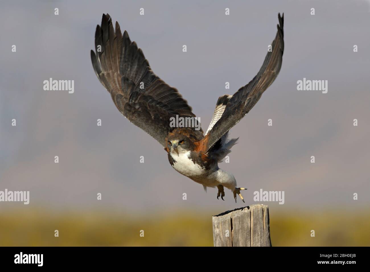 Puna hawk hi-res stock photography and images - Alamy