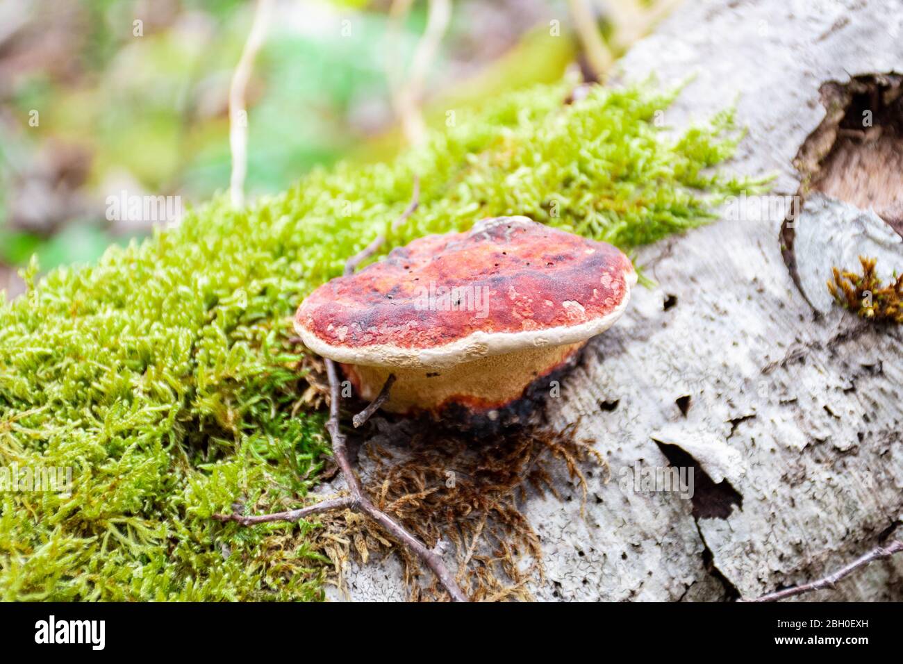 Mushroom on a trunk in a mossy forest. Smoky polypore or smoky bracket ...