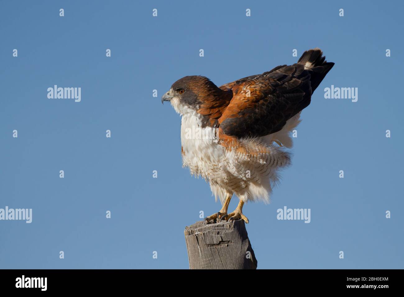 Puna hawk hi-res stock photography and images - Alamy