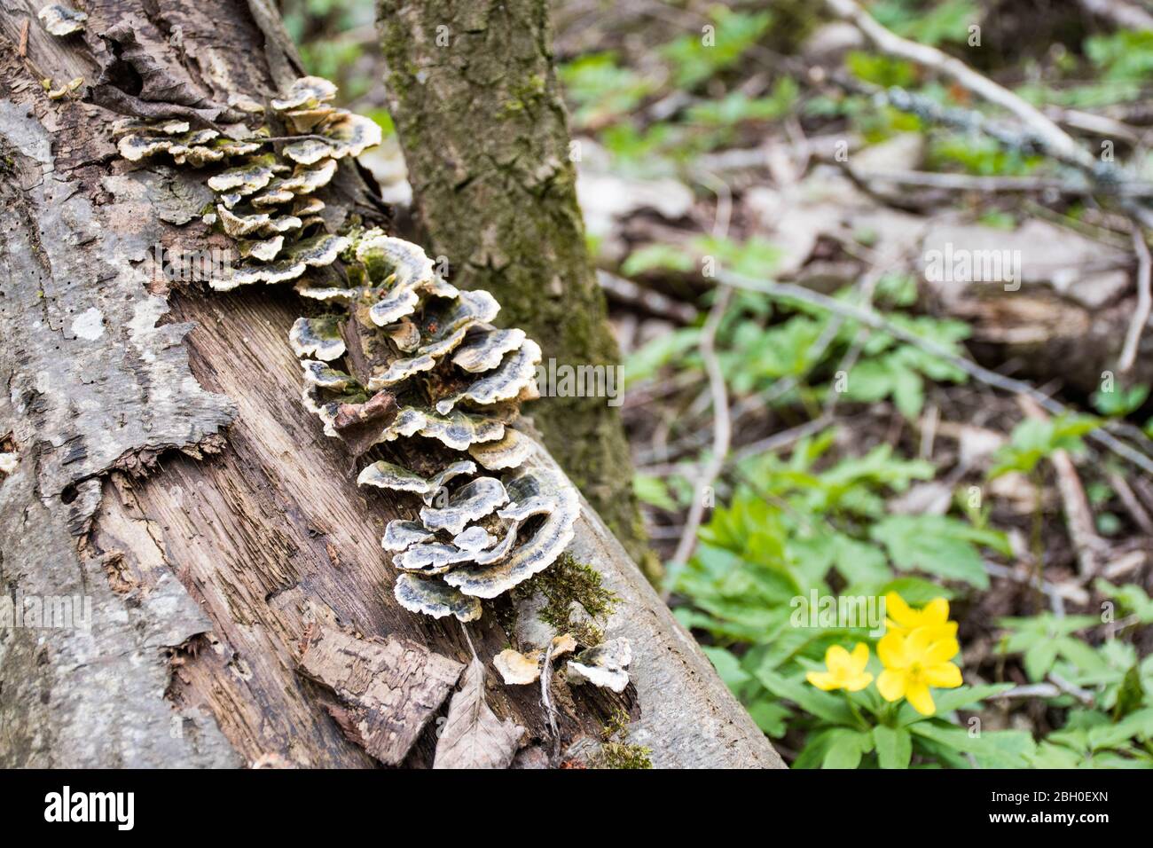 Mushrooms on a trunk in a mossy forest. Smoky polypore or smoky bracket ...
