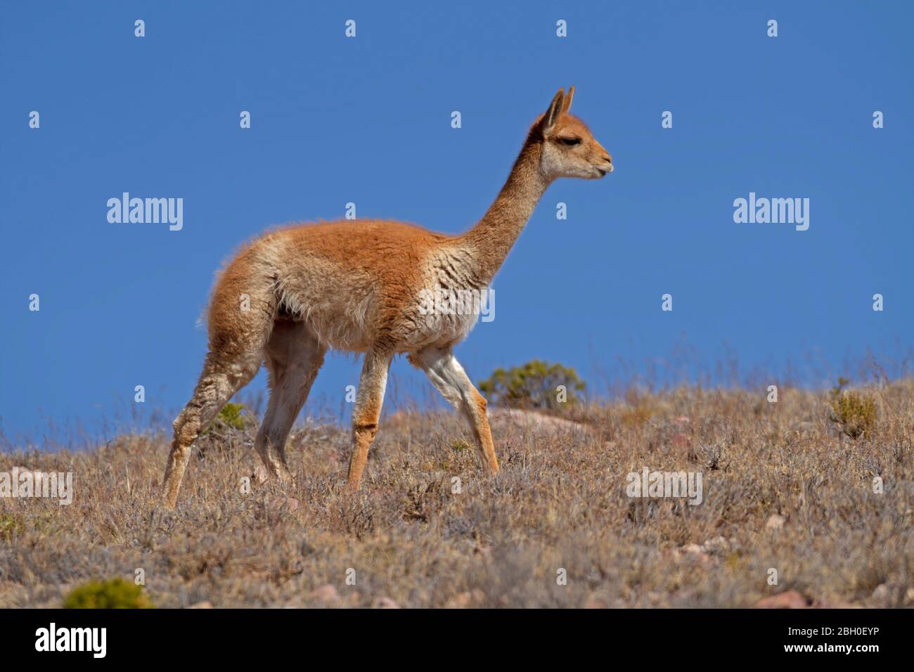Vicuna species hi-res stock photography and images - Alamy