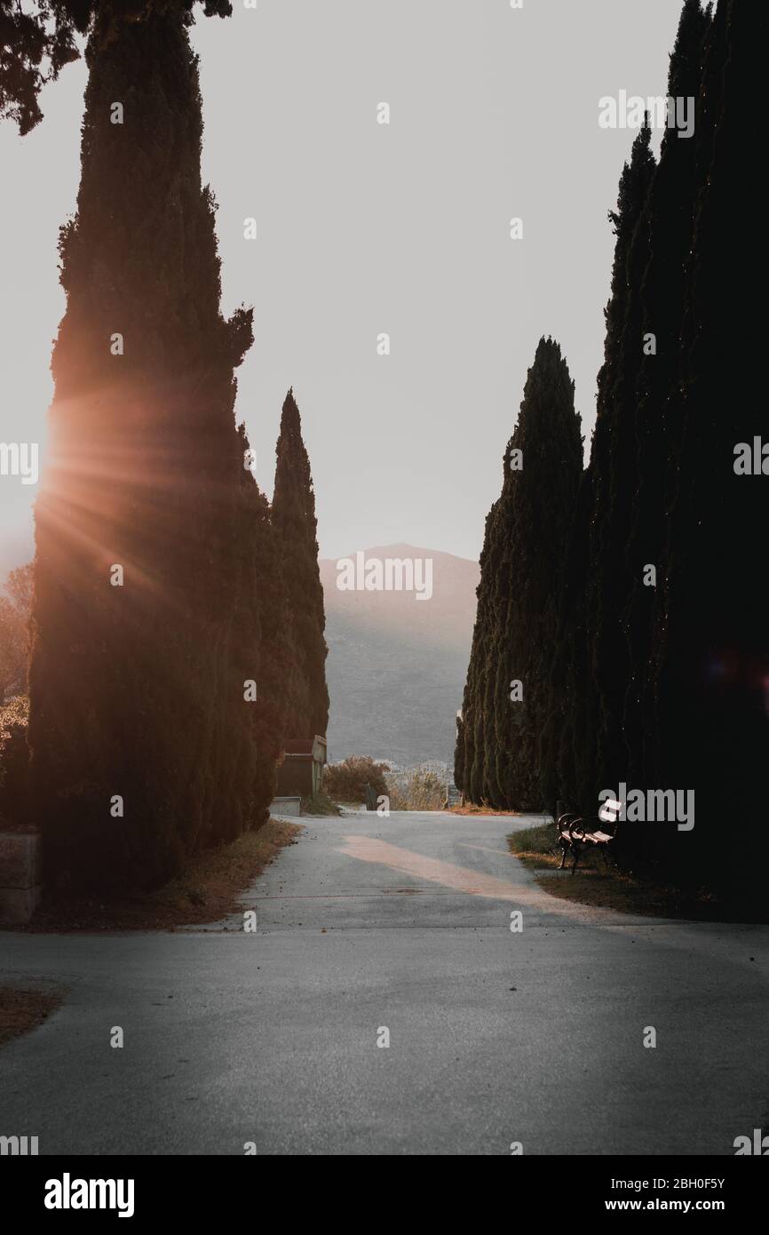 Dark moody hazy path with tall pine trees. Orange sun rays poking ...
