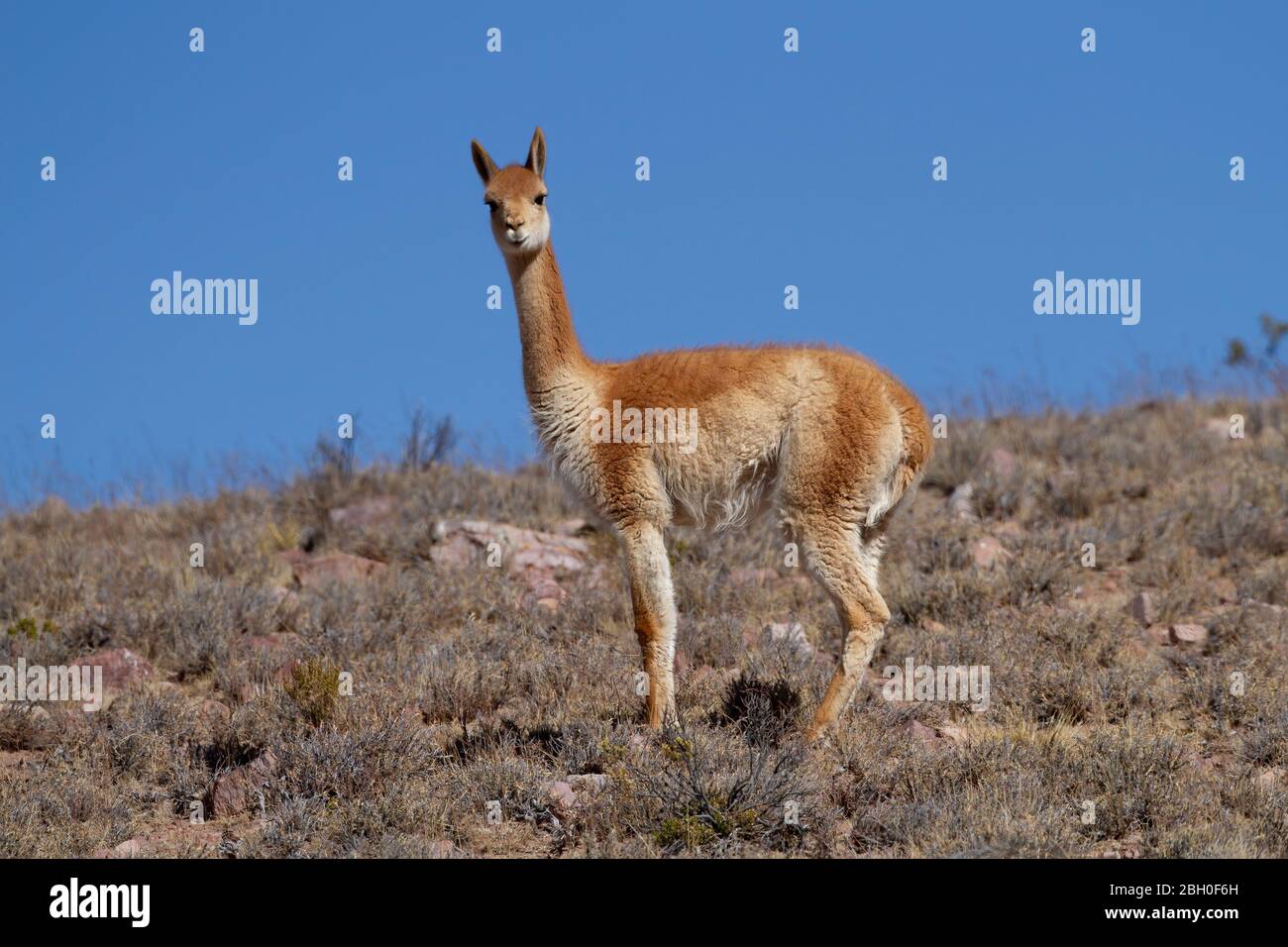 Vicuna species hi-res stock photography and images - Alamy