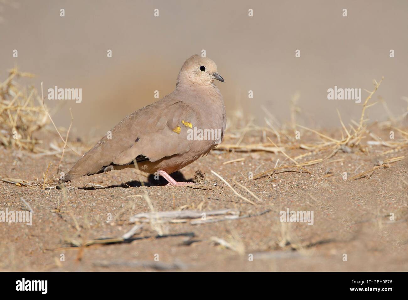 Golden Spotted ground-dove Stock Photo - Alamy