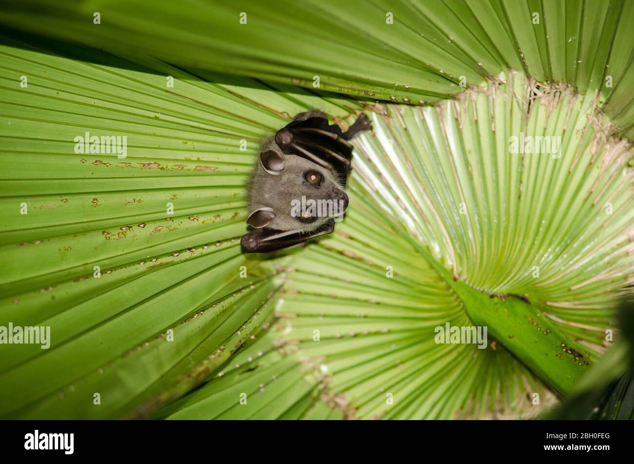 bat are sleeping in palm tree on the ceiling period midday Stock Photo ...