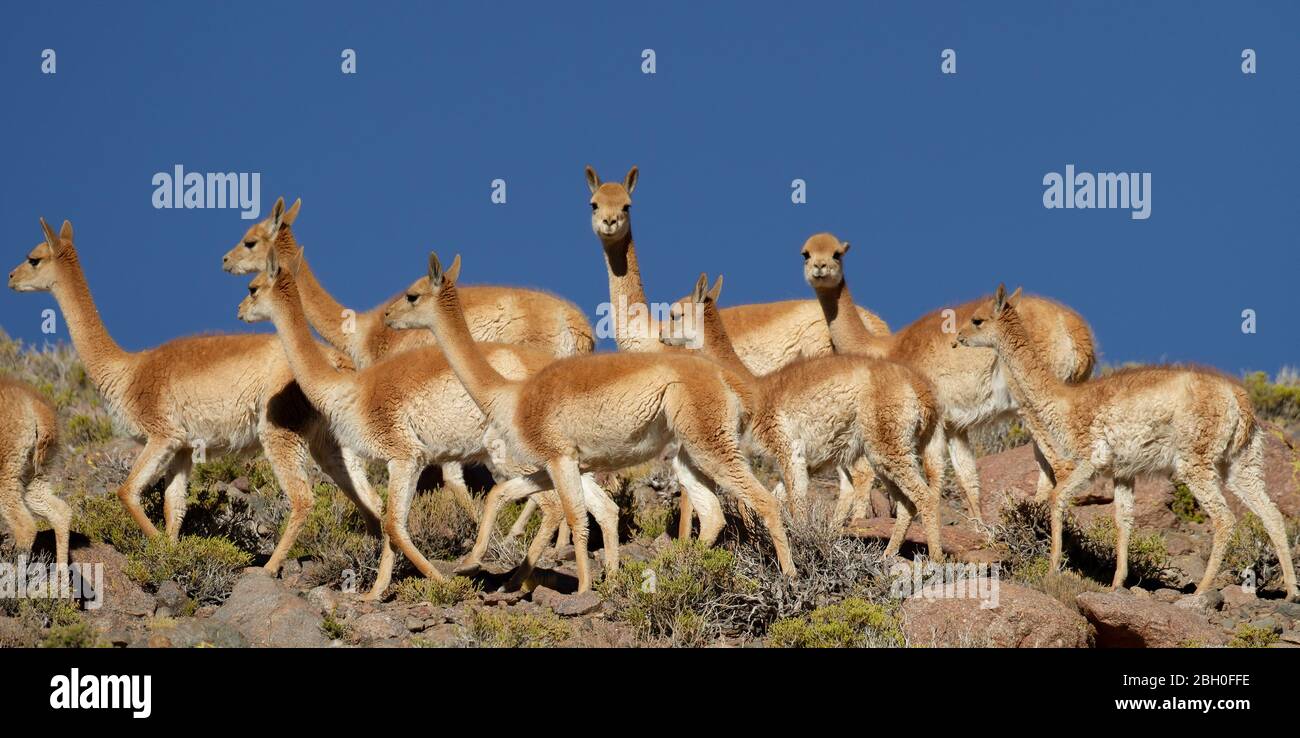 Vicuna species hi-res stock photography and images - Alamy