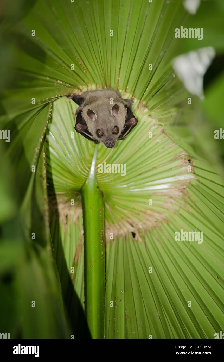 bat are sleeping in palm tree on the ceiling period midday Stock Photo ...