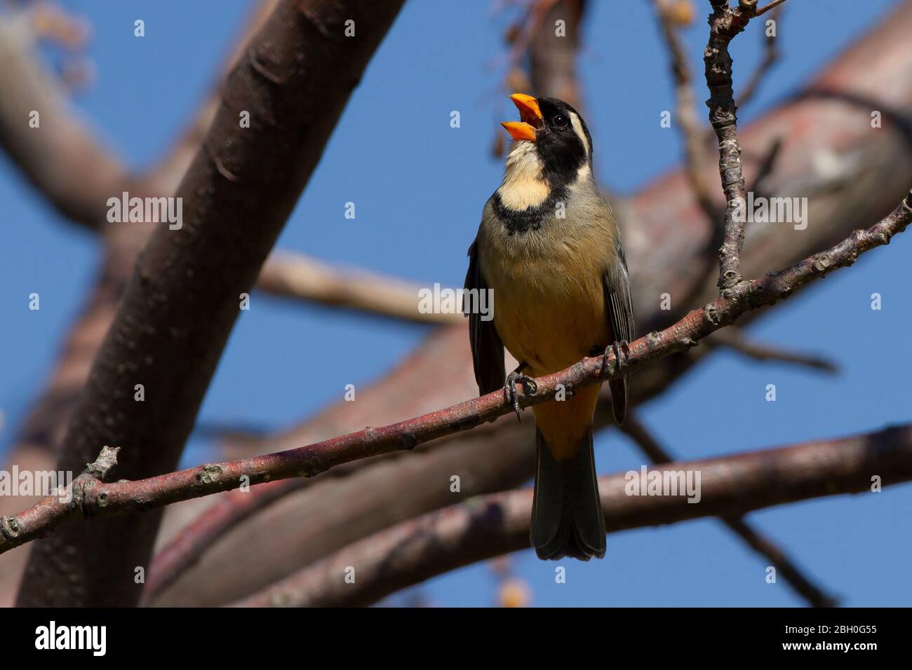 Saltator auratirostris hi-res stock photography and images - Alamy