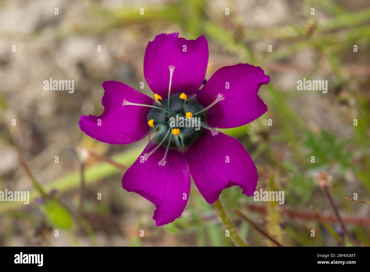 The beautiful flower of the pink/violet form of Drosera cistiflora ...