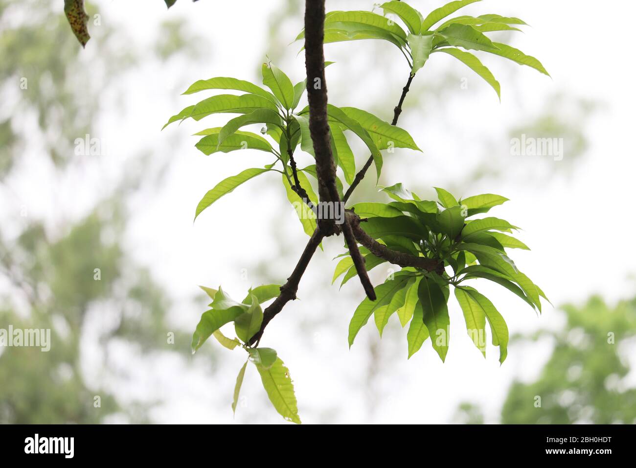 Mango tree in bloom mango hi-res stock photography and images - Alamy