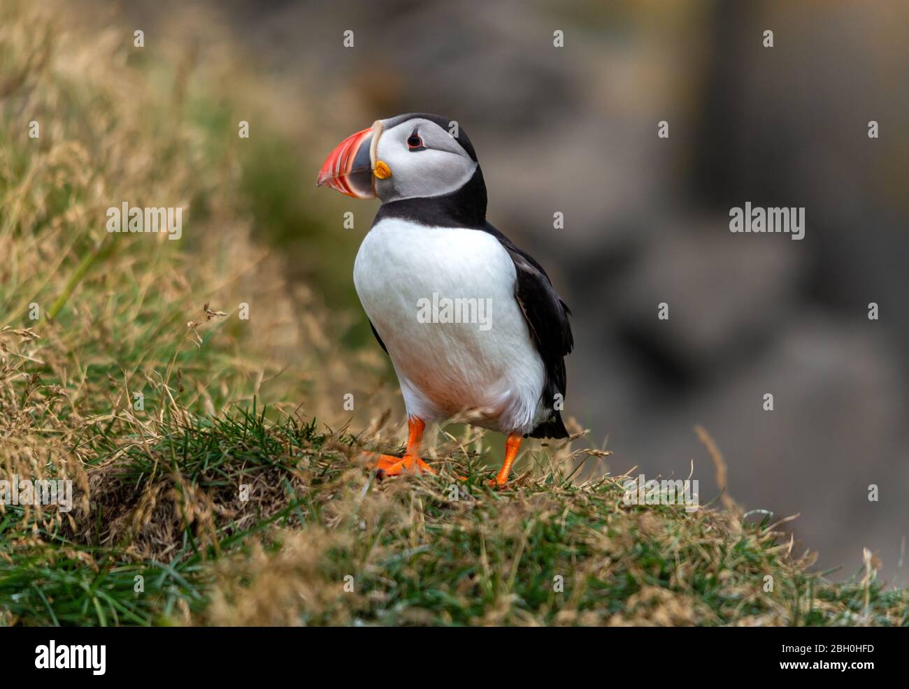 The Atlantic puffin, also known as the common puffin Stock Photo - Alamy