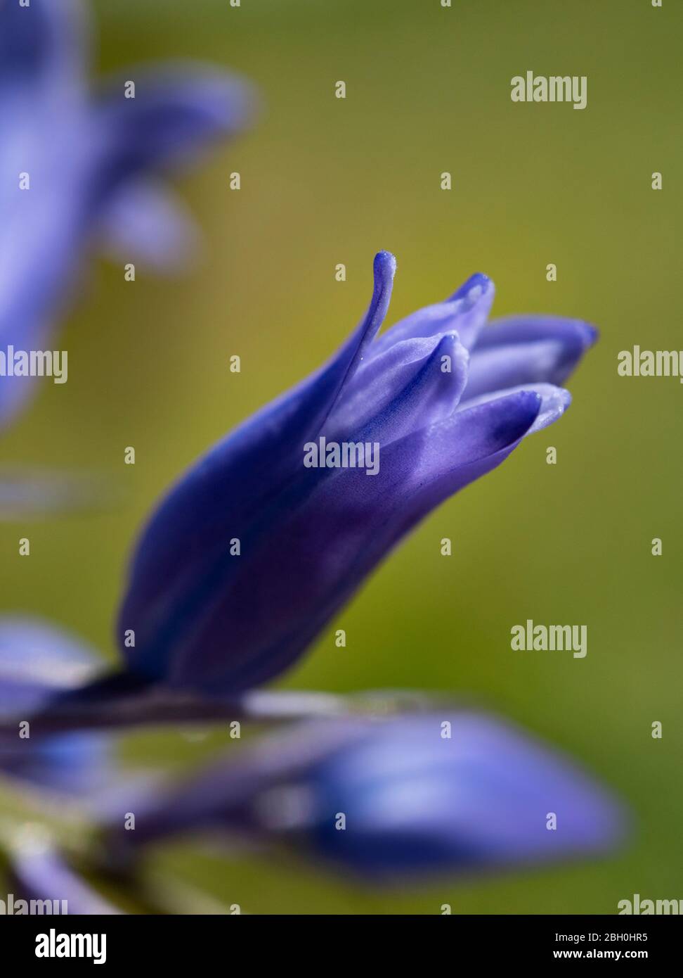 Blue bells, close up hi-res stock photography and images - Alamy