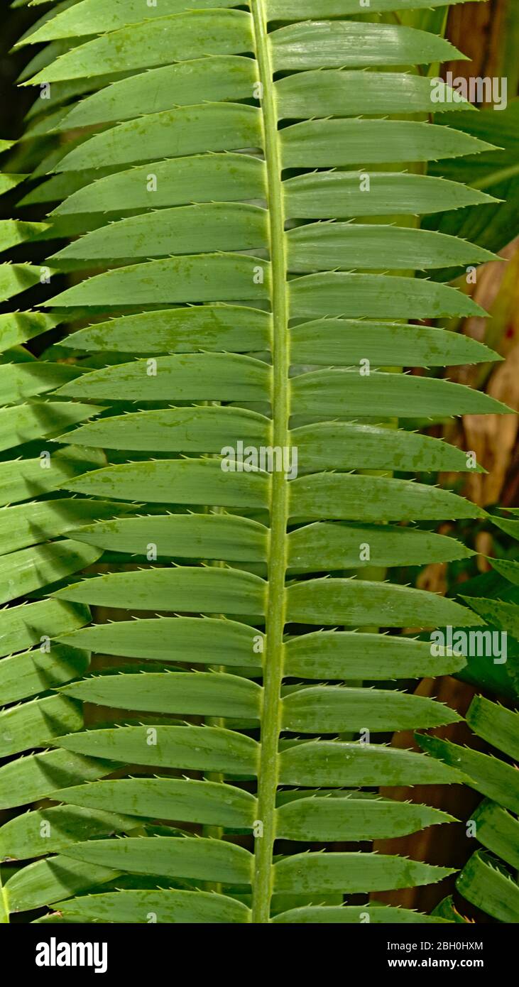 Green nature background of long thin tropical fern plant leafs arranged ...