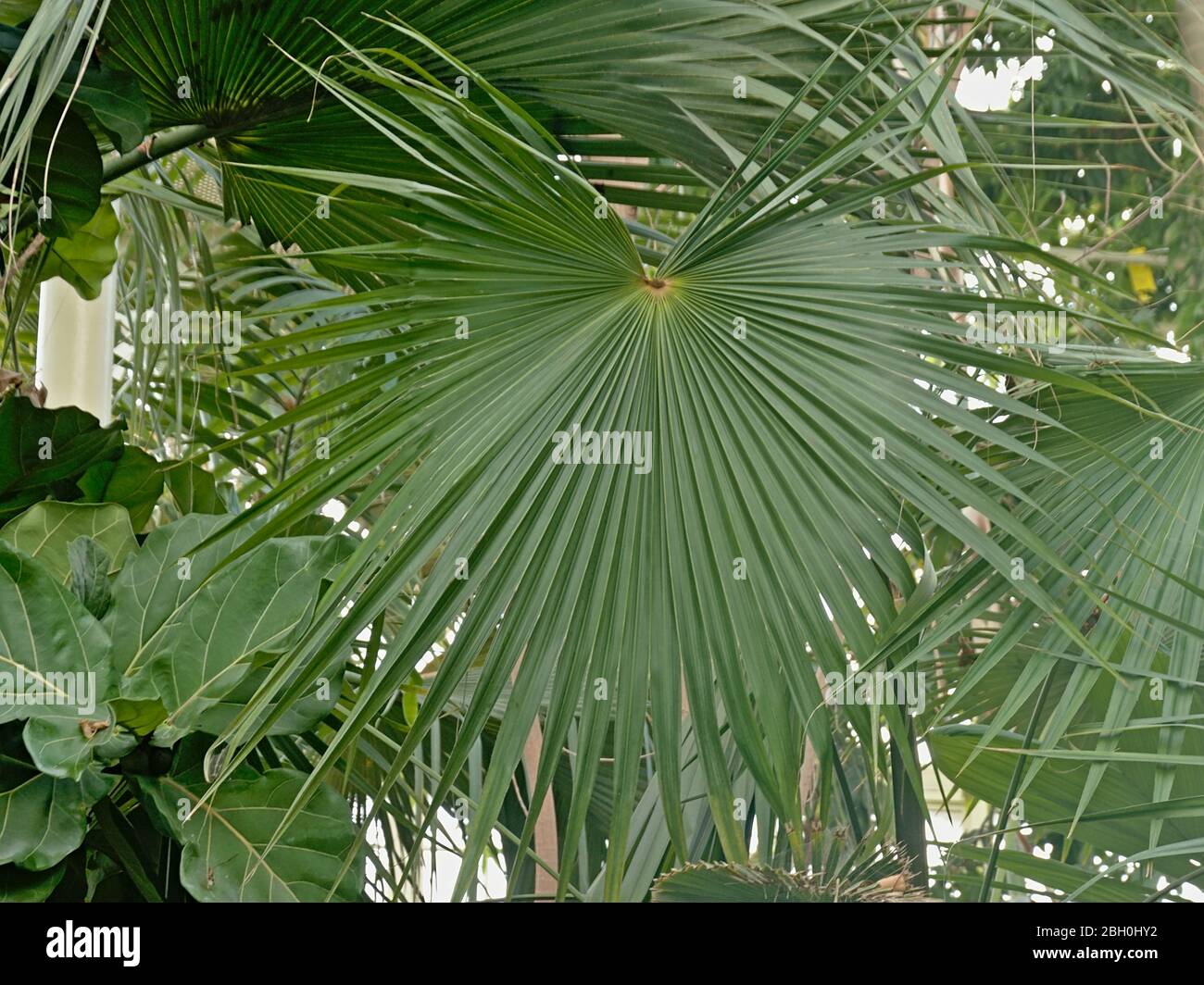 Long thin leaves hi-res stock photography and images - Alamy