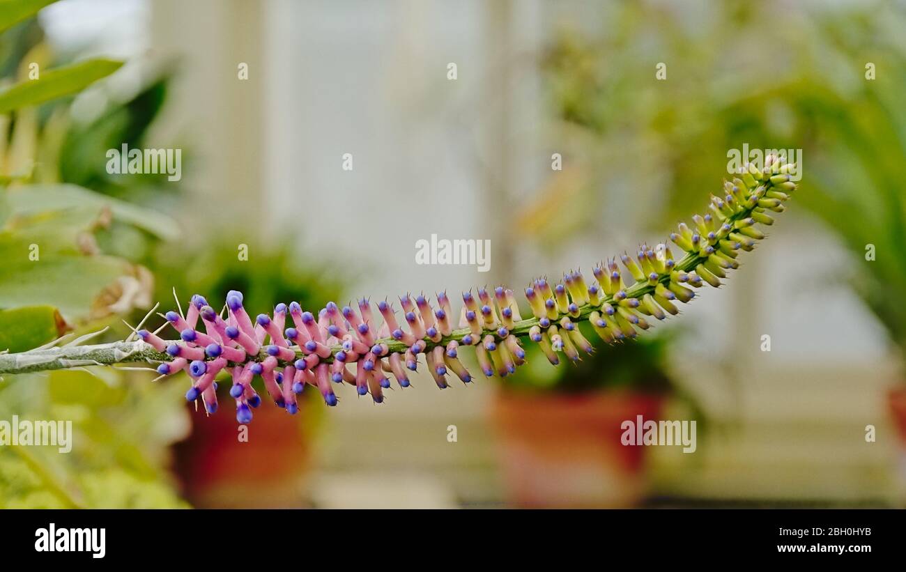 Just opening pink and green aechmea bromeliaceae flowers in a ...