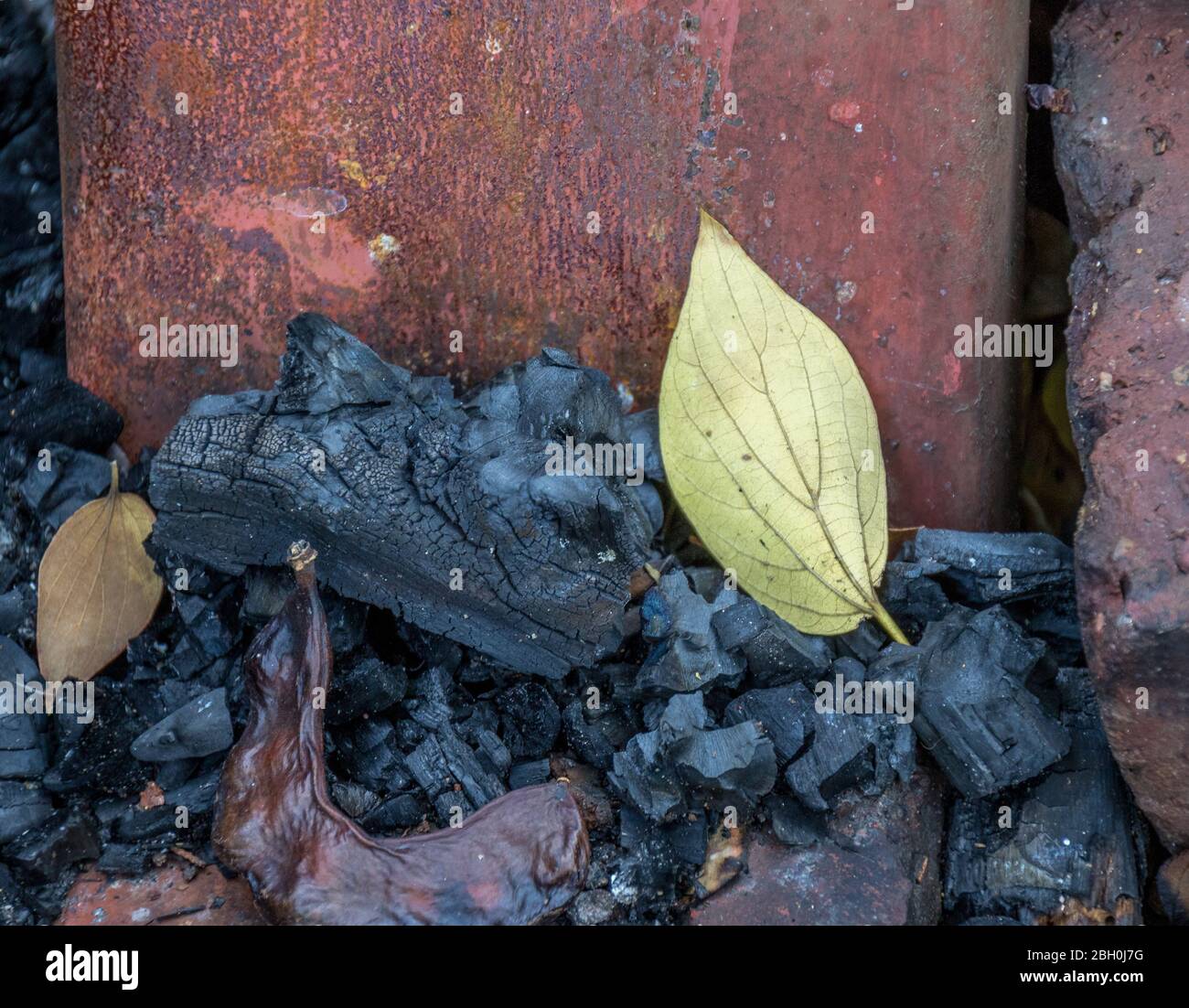 Outdoor still life with dead coals, fall leaves and a seed pod in a ...