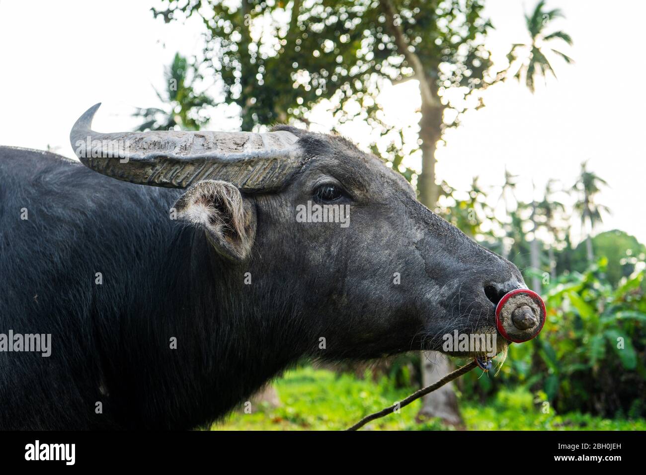 Black buffalo grazes in a meadow in the tropical jungle Stock Photo - Alamy