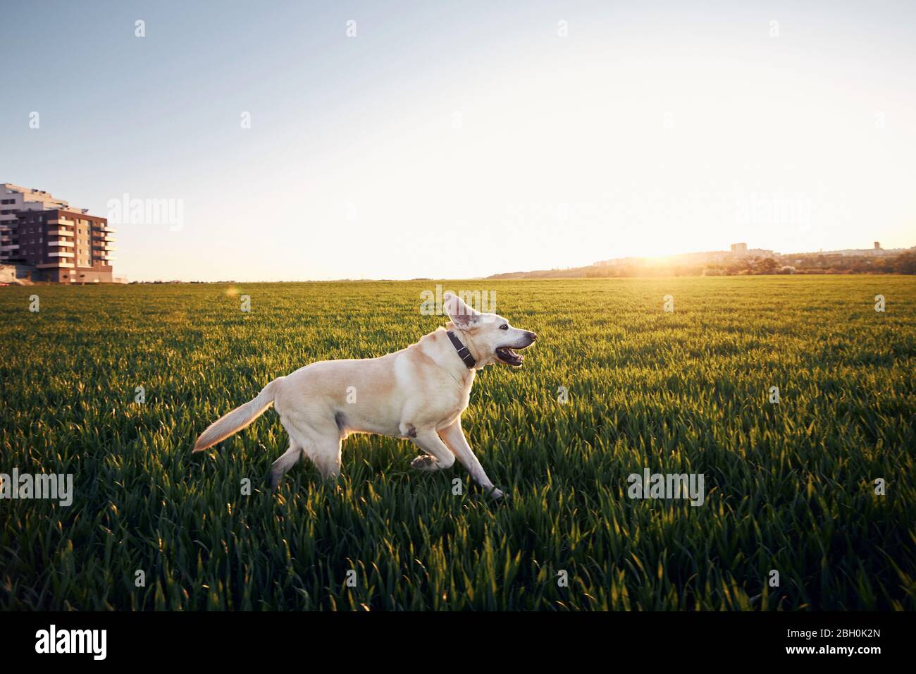 Labrador side view hi-res stock photography and images - Alamy