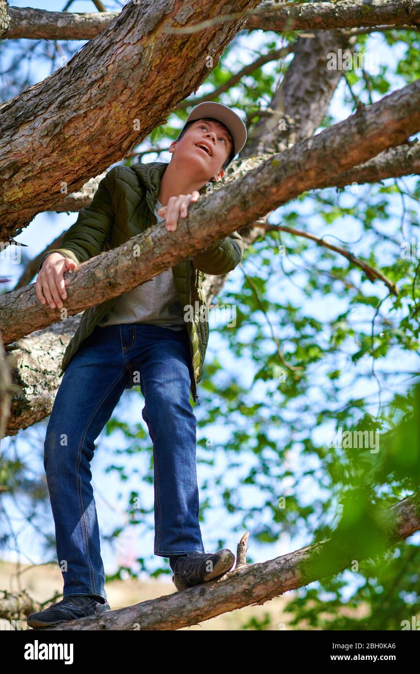Teen boy climbing in a tree, bright sunlight, beautiful day Stock Photo ...