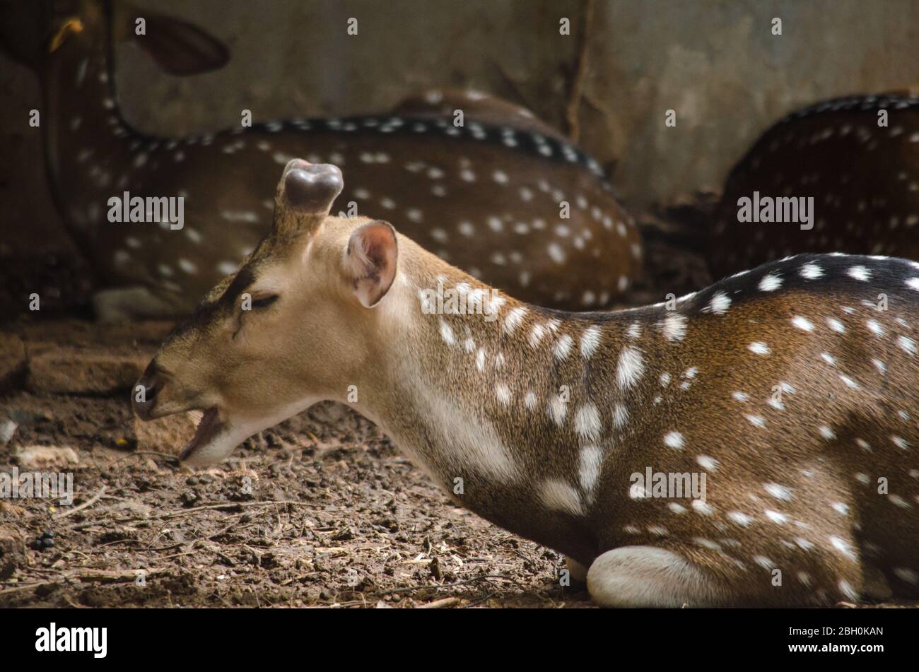 Chital or cheetal deer (Axis axis), also known as spotted deer or axis ...