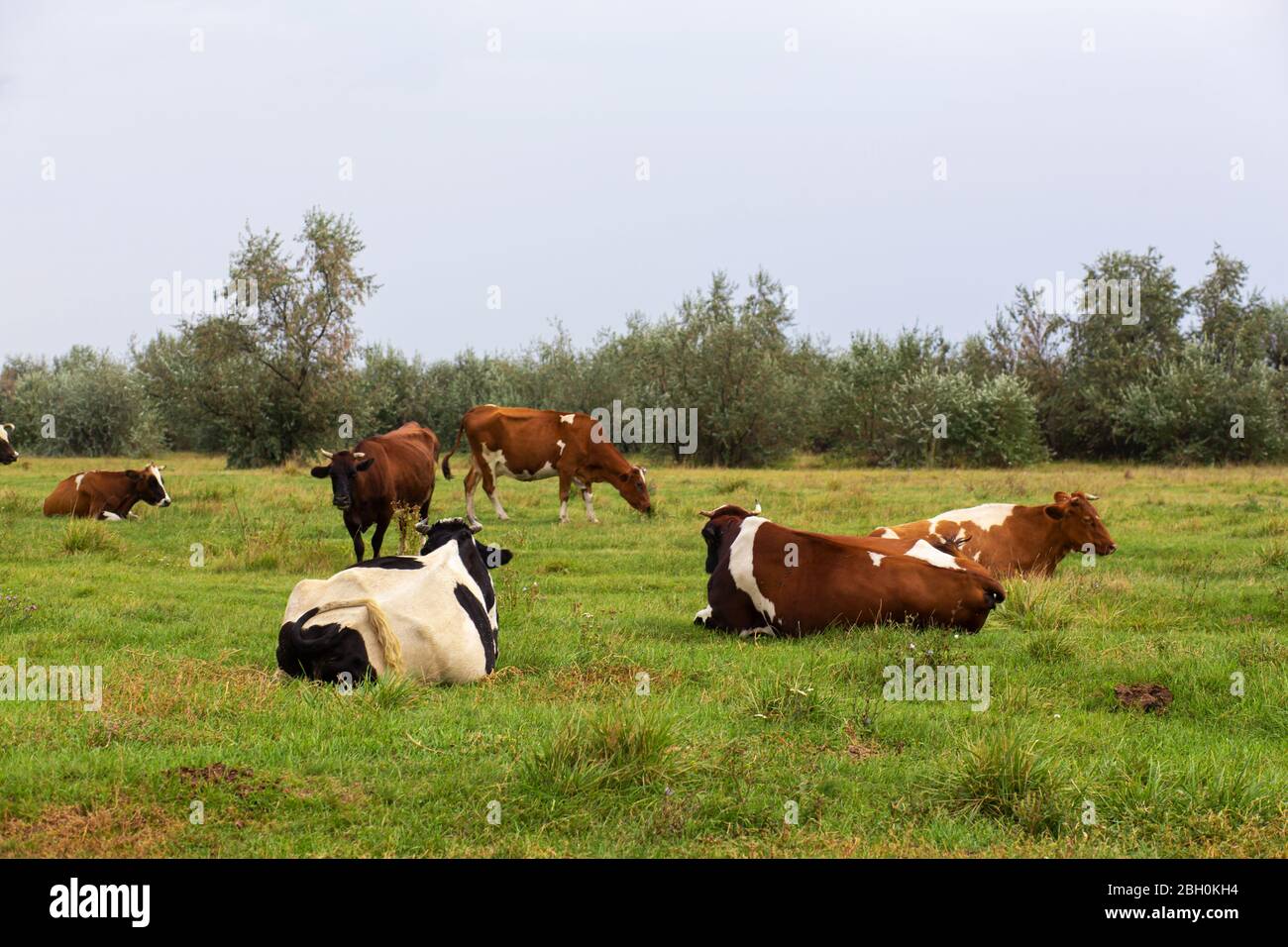 Rural cows graze on a green meadow. Rural life. Animals. agricultural ...