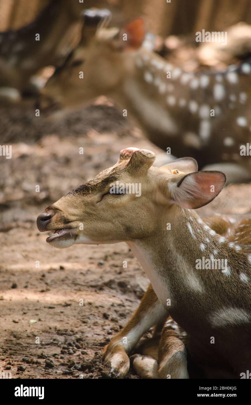 Chital or cheetal deer (Axis axis), also known as spotted deer or axis ...