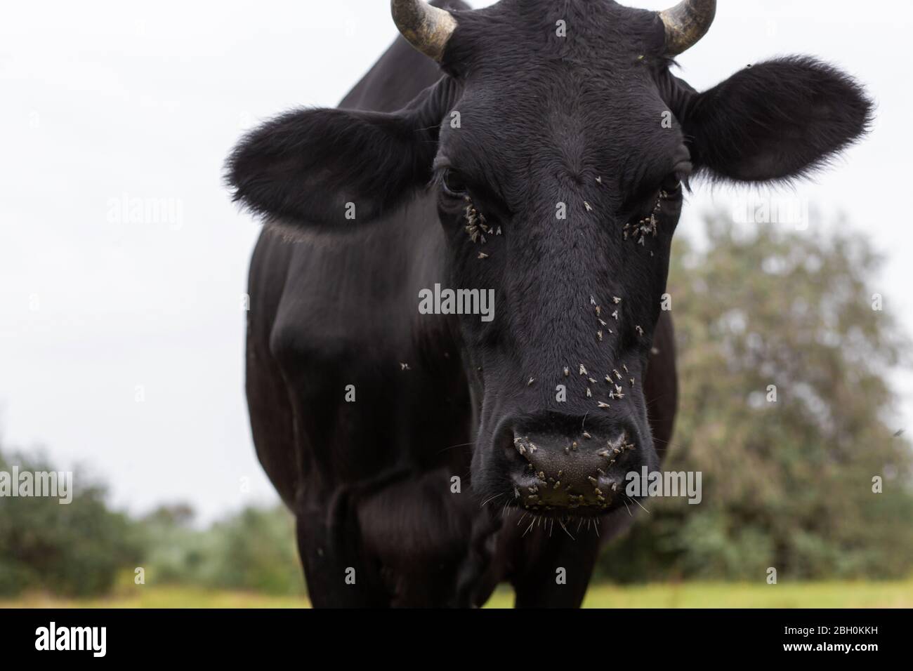Rural cows graze on a green meadow. Rural life. Animals. agricultural ...