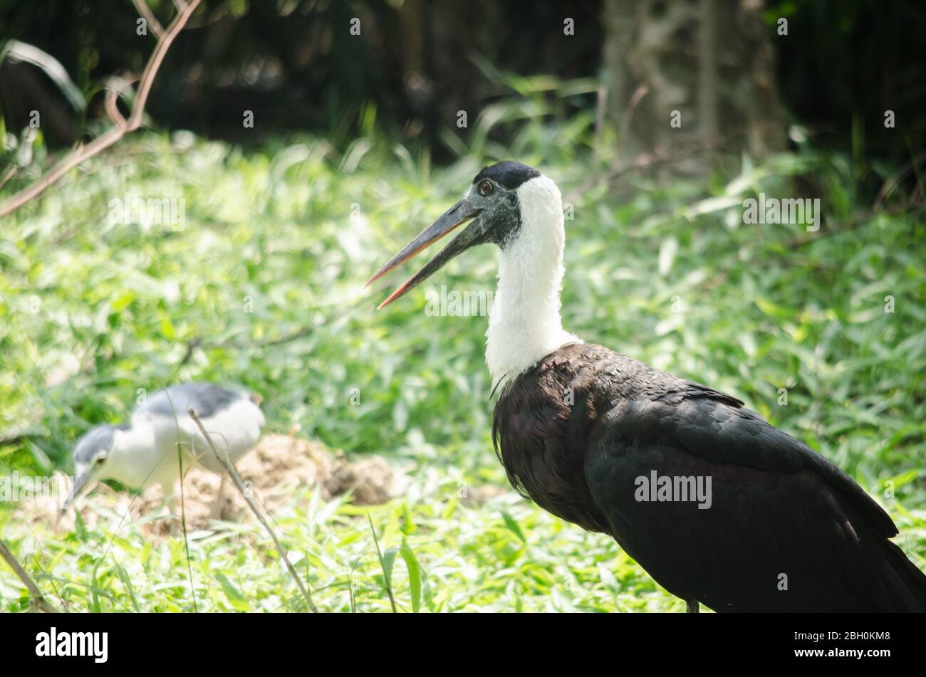 big bird is sitting on the tree and is ready to fly around the forest ...