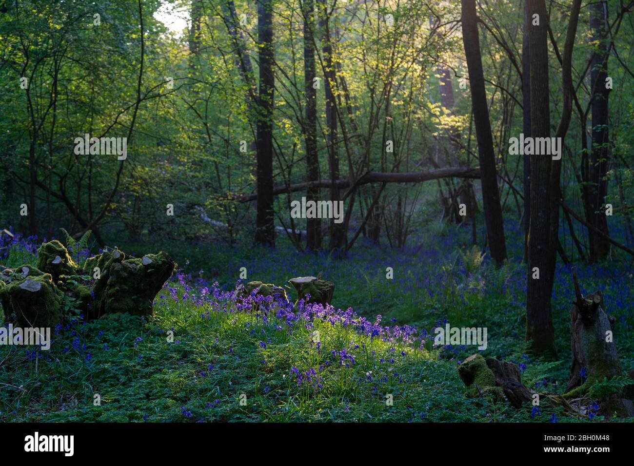 Ham street woods national nature reserve hi-res stock photography and ...