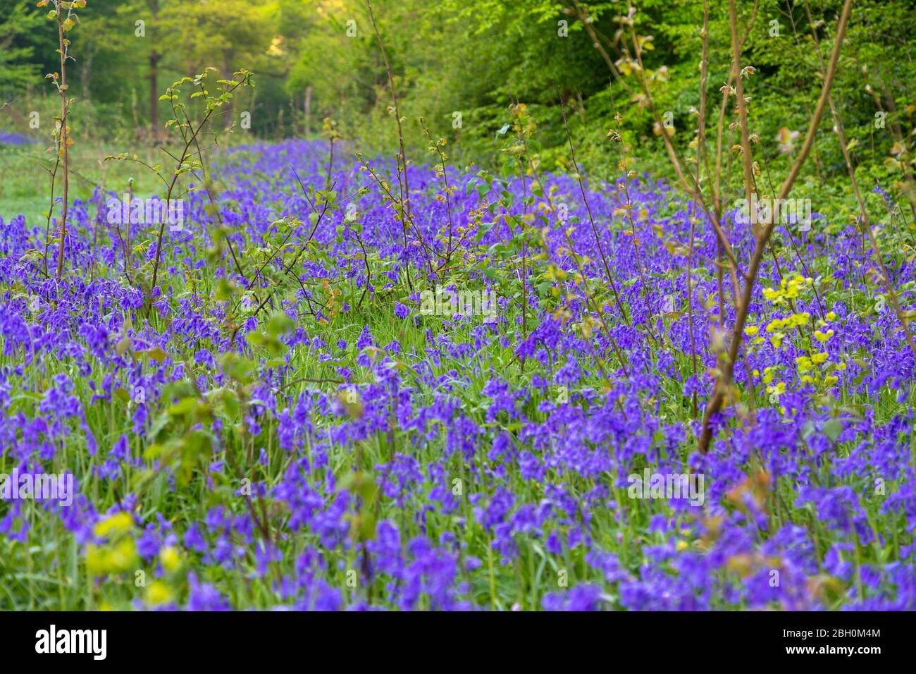 Ham street woods national nature reserve hi-res stock photography and ...