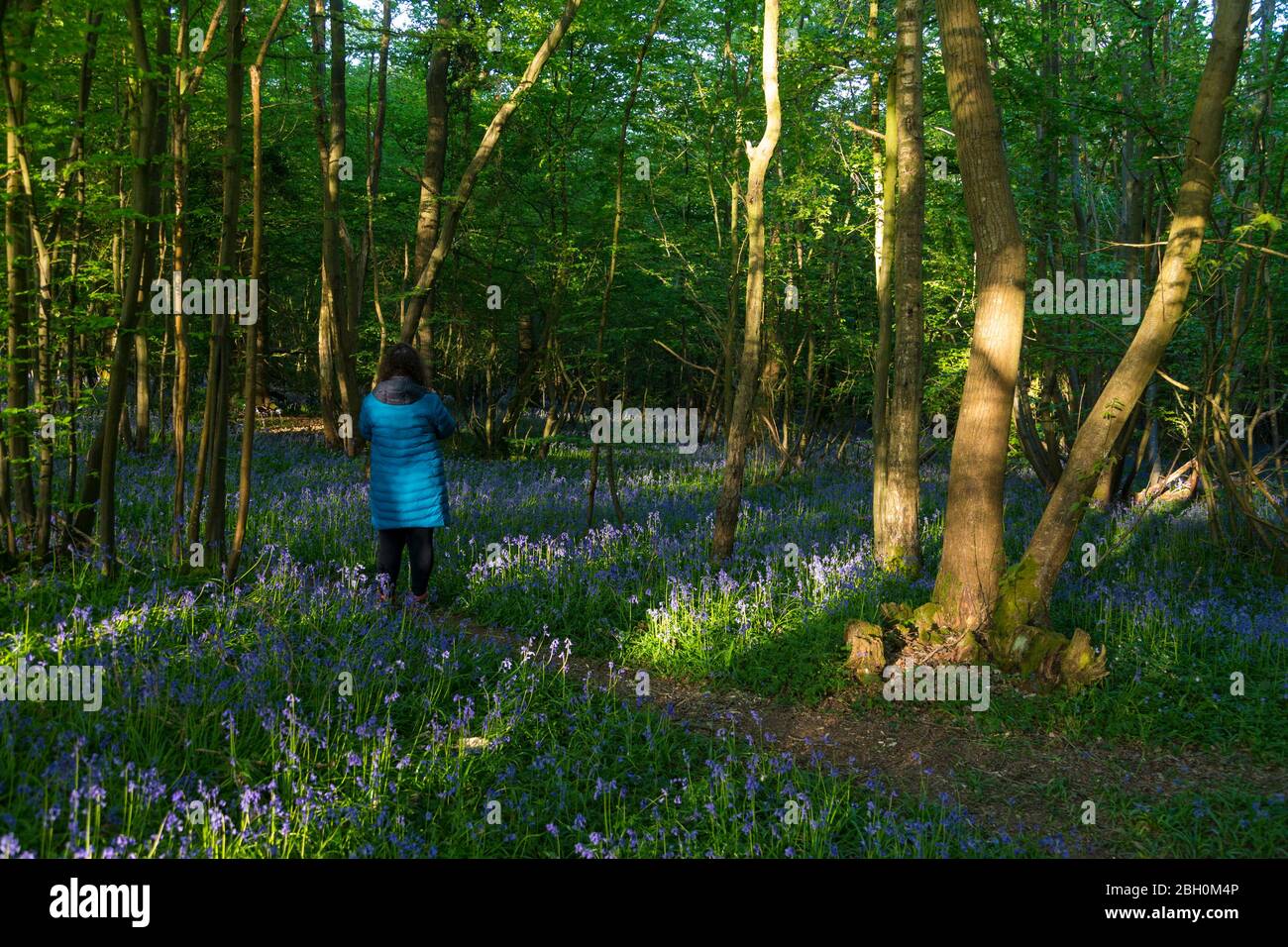 Ham street woods national nature reserve hi-res stock photography and ...
