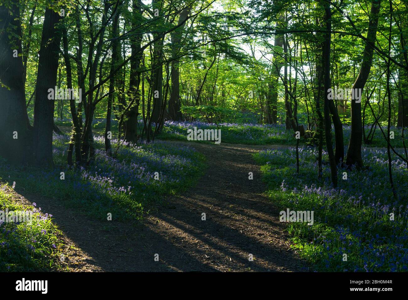Ham street woods national nature reserve hi-res stock photography and ...