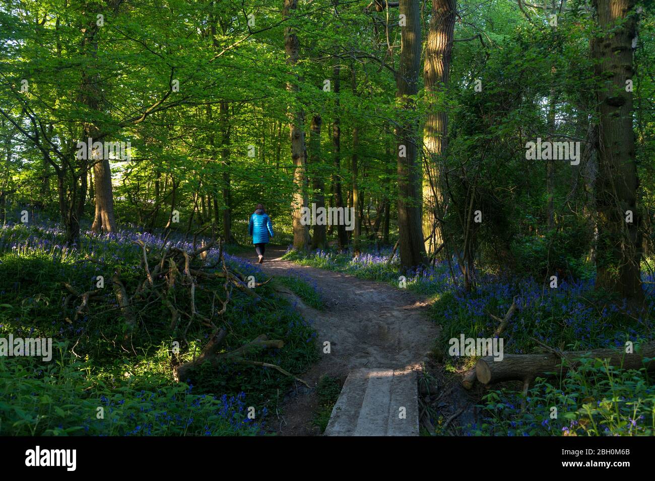 Ham street woods national nature reserve hi-res stock photography and ...