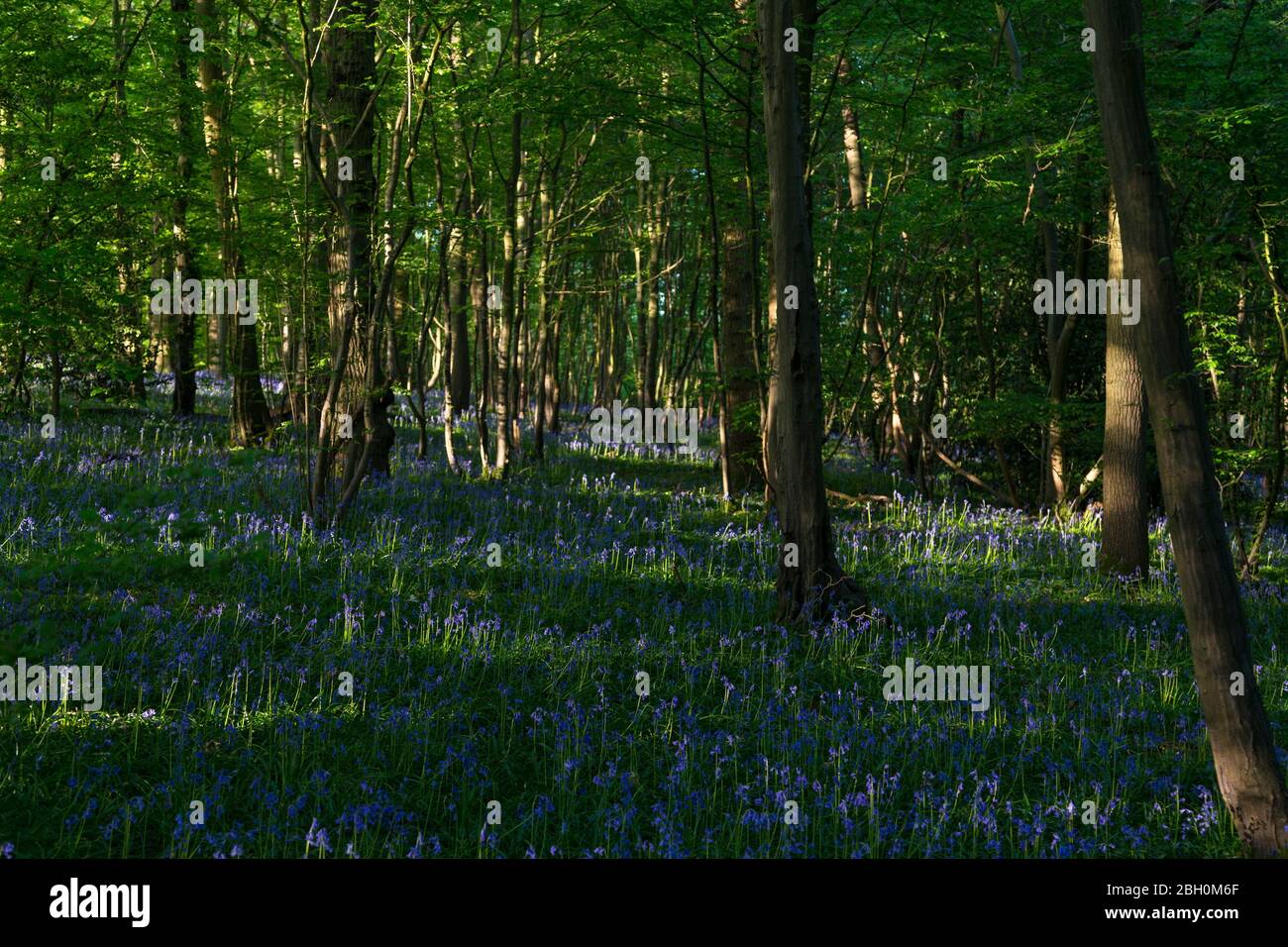 Ham street woods national nature reserve hi-res stock photography and ...