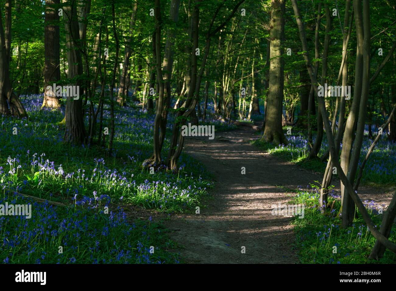 Ham street woods national nature reserve hi-res stock photography and ...