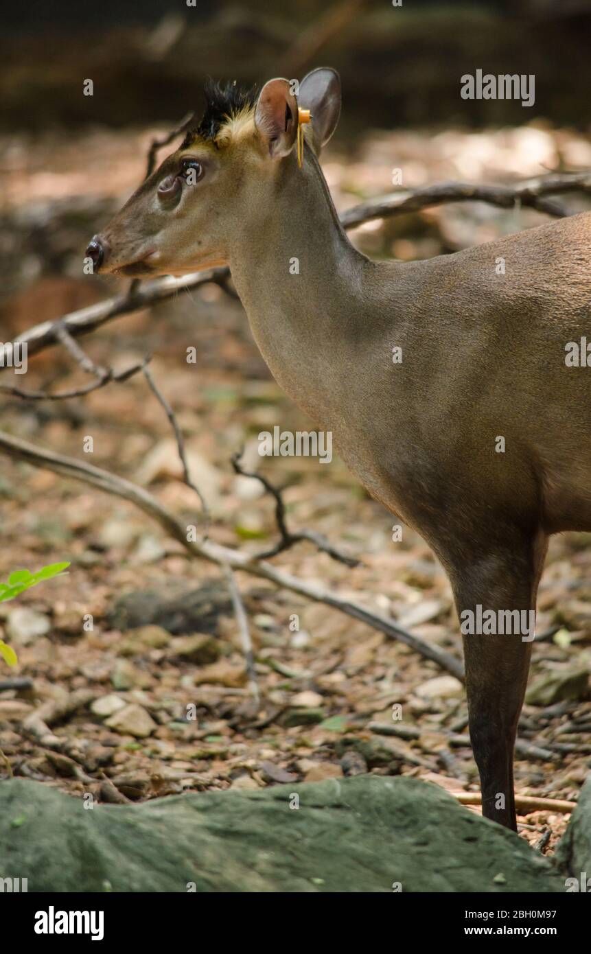 The Fea's Muntjac or Tenasserim muntjac (Muntiacus feae) is a rare ...