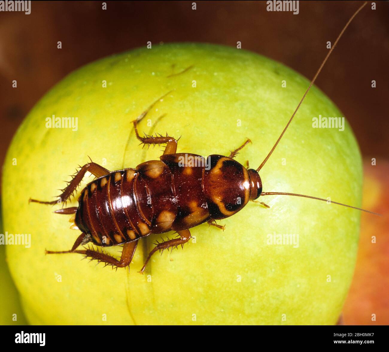 Australian cockroach (Periplaneta australsiae) household pest nymph on ...