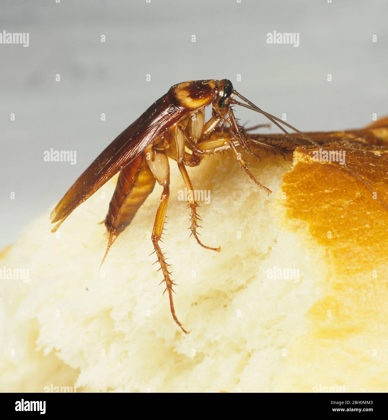 American cockroach (Periplaneta americana) adult of public health ...