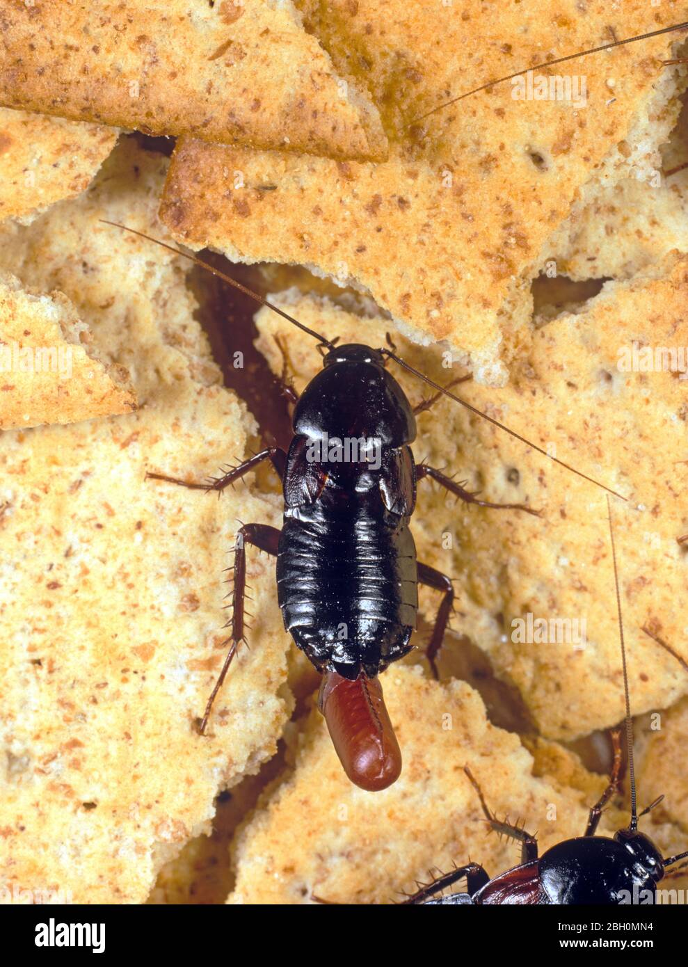 Oriental cockroach (Blatta orientalis) gravid female with ootheca ...