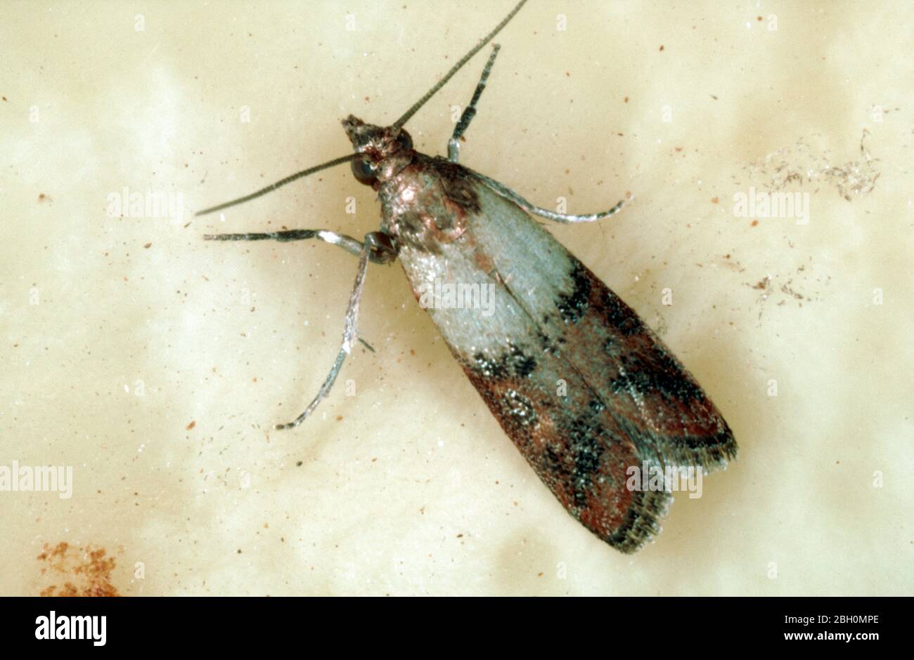 Indian meal moth or mealmoth (Plodia interpunctella) moth of storage ...