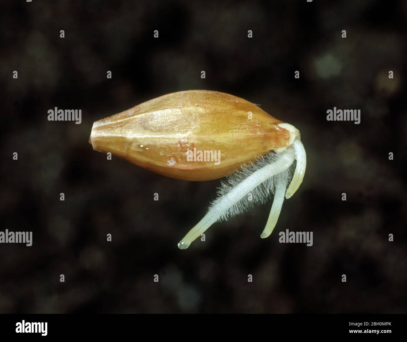 A barley (Hordeum vulgare) seed germinating with young roots and root ...