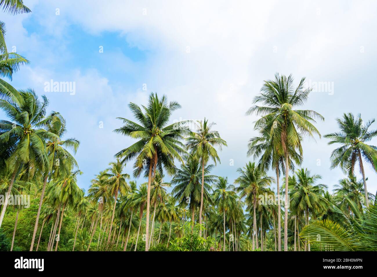 palm grove. Palm trees in the tropical jungle. Symbol of the tropics ...