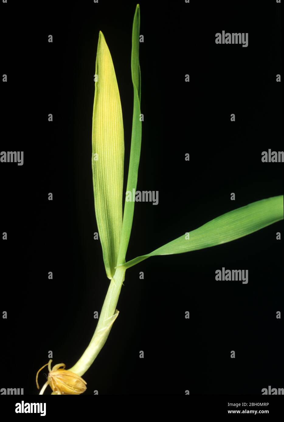 Nitrogen deficiency hi-res stock photography and images - Alamy