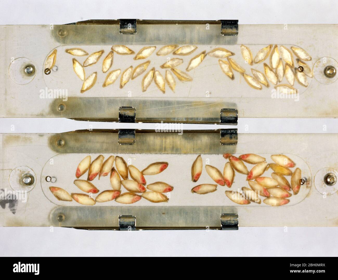 Barley seed germination hi-res stock photography and images - Alamy