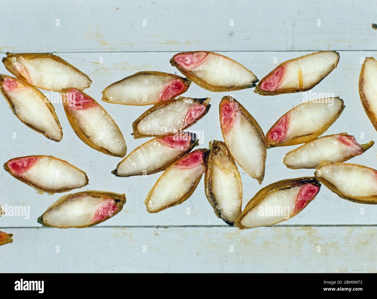 Treated seeds hi-res stock photography and images - Alamy