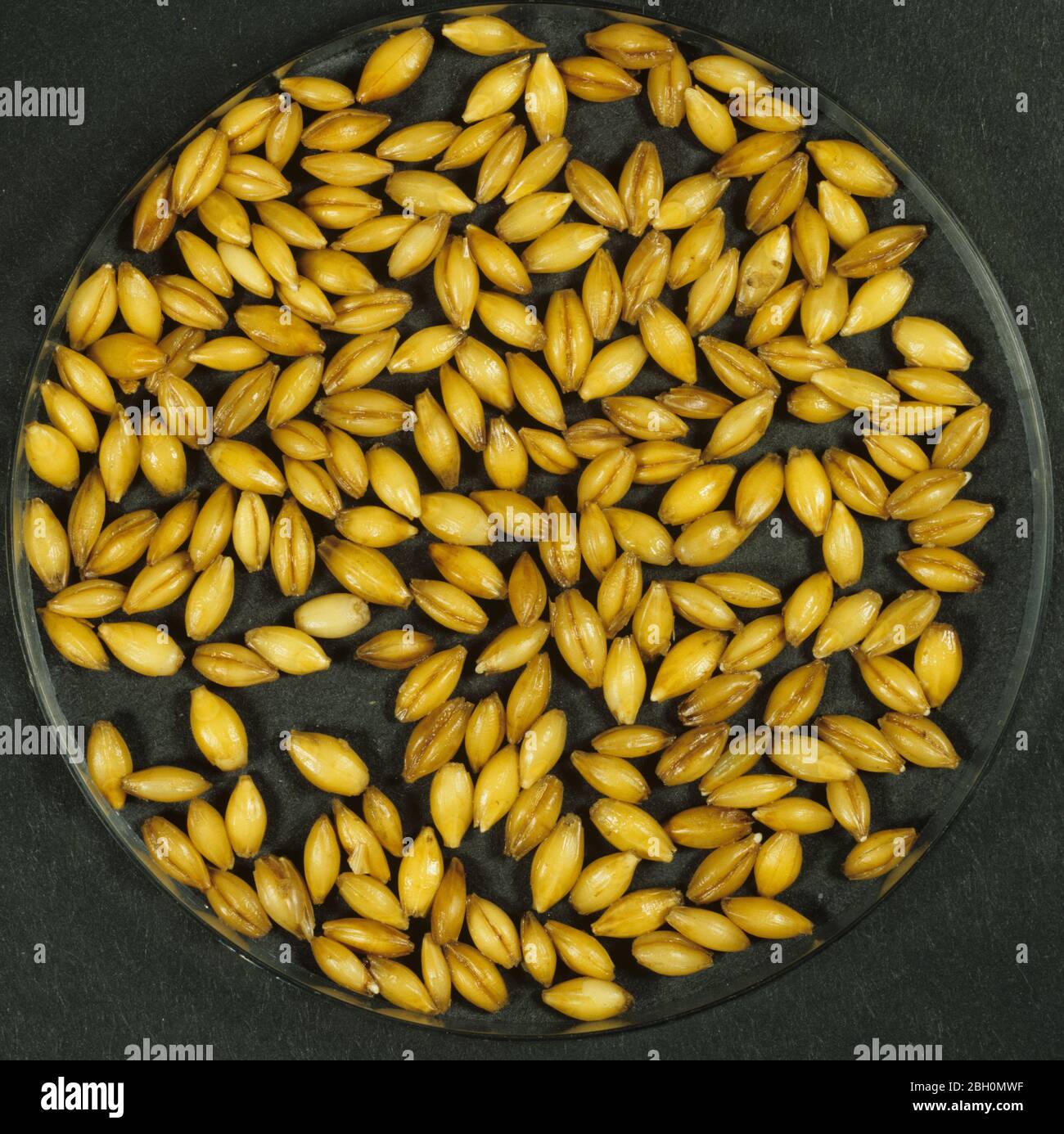 Barley seed germination hi-res stock photography and images - Alamy
