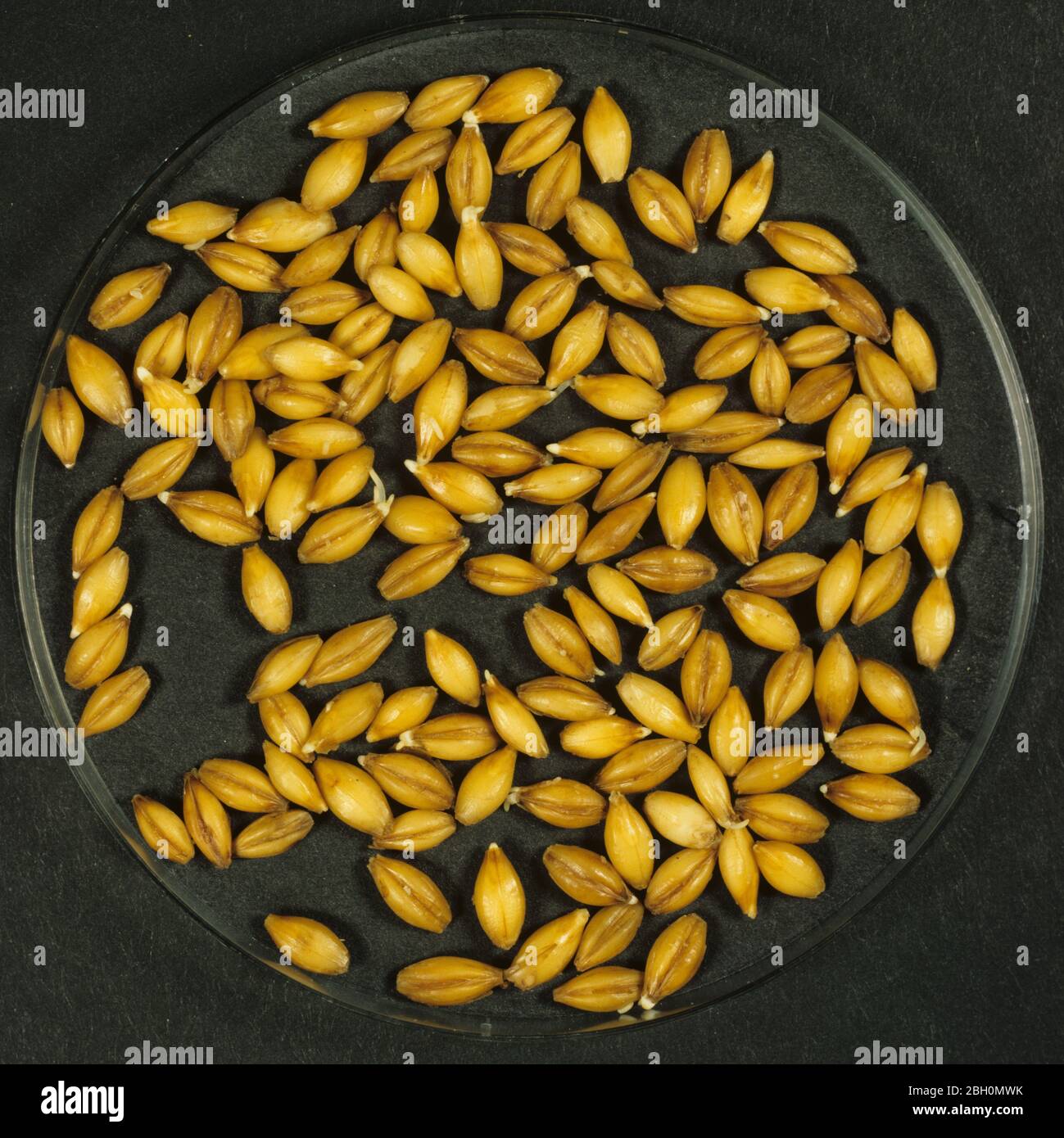 Process of malting barley seed to produce malt stage 3. Barley seed ...