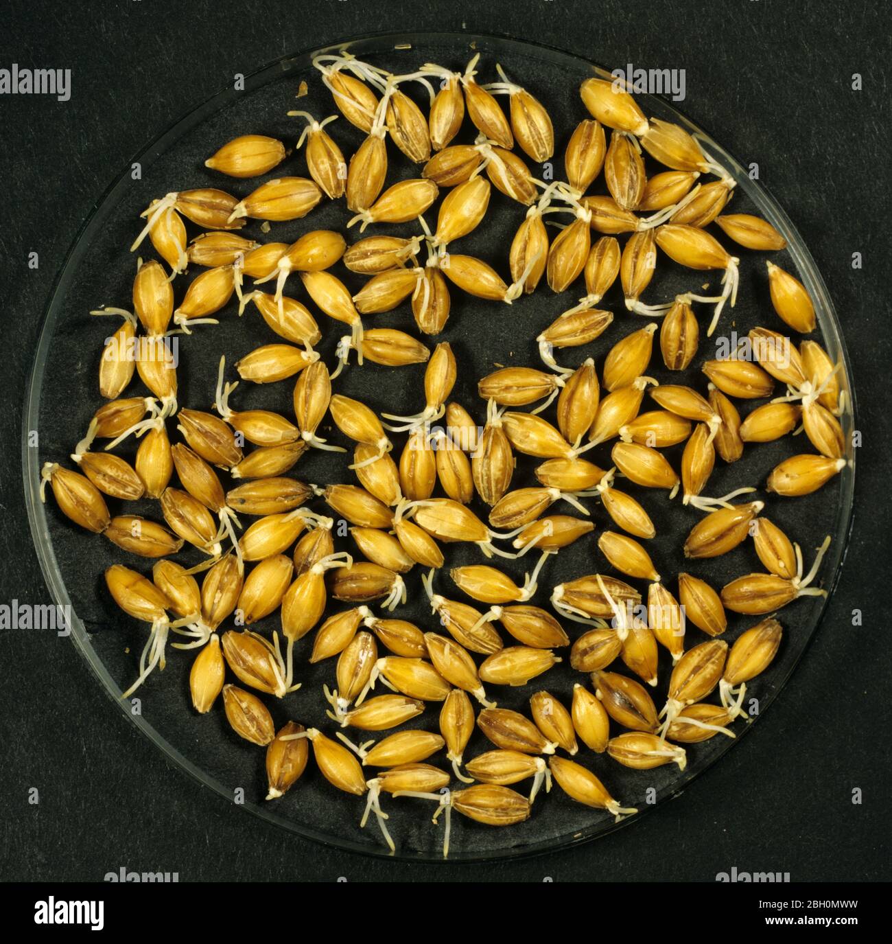 Barley Seed Germination High Resolution Stock Photography and Images ...