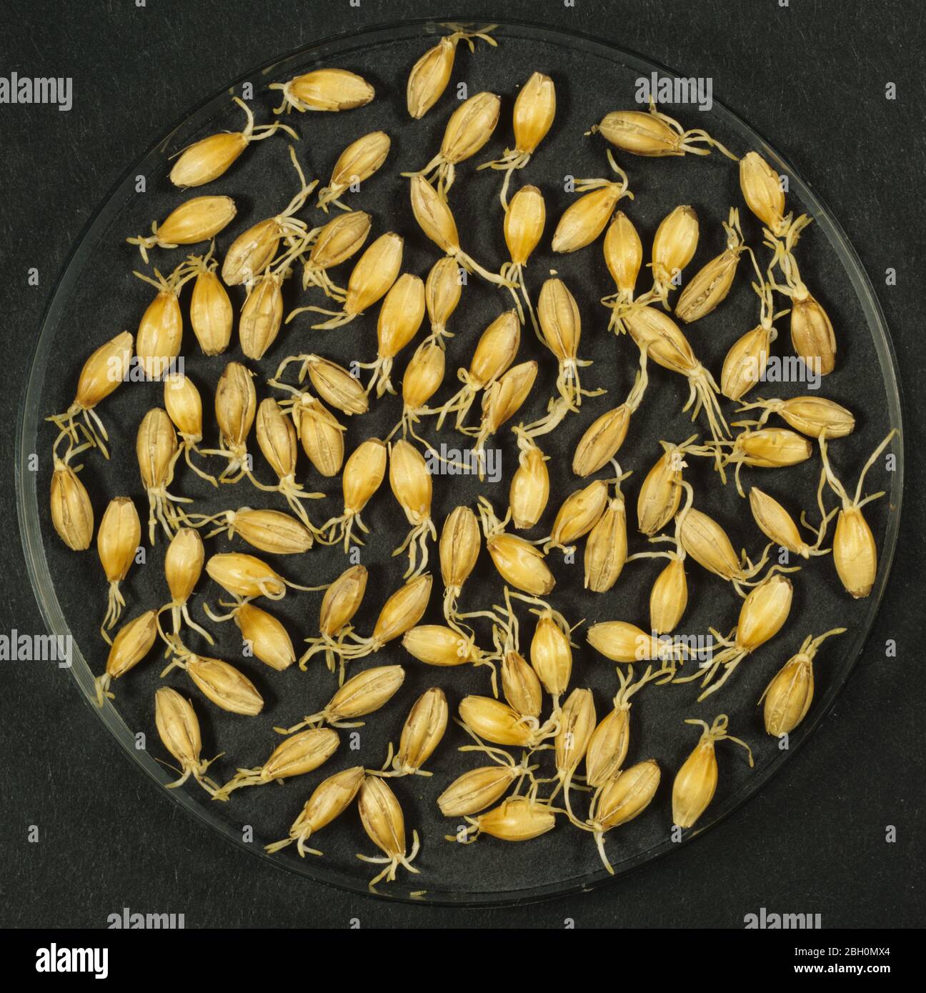 Process of malting barley seed to produce malt stage 6. Barley seed at ... Process of malting barley seed to produce malt stage 6. Barley seed at ...